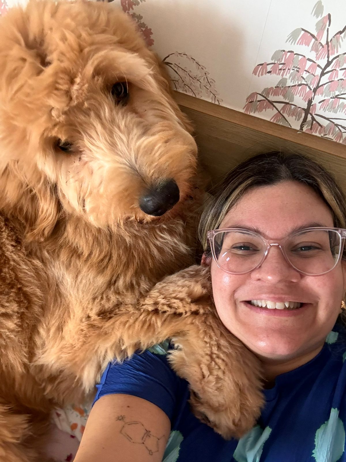 Golden Doodle no Brasil: A História de Jimmy